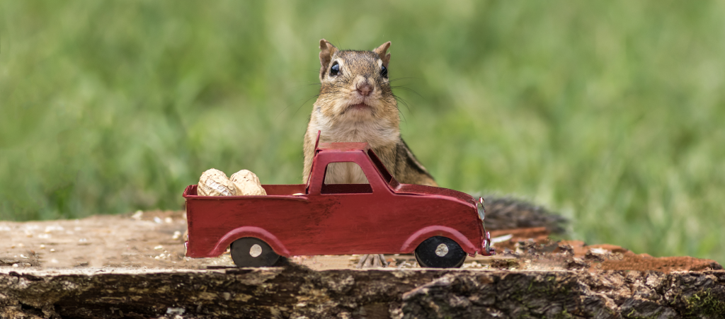 Surprising Ways Springtime Squirrels Can Ruin Your Car and Bank Account